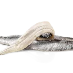 how we make Spanish white anchovies - Pujadó Solano